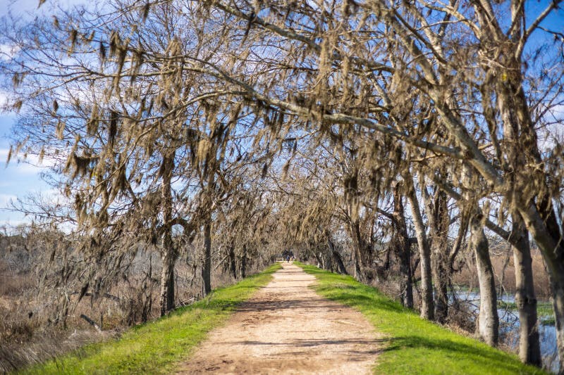 Sunny Day at the Brazos Bend State Park Stock Photo - Image of brazos ...