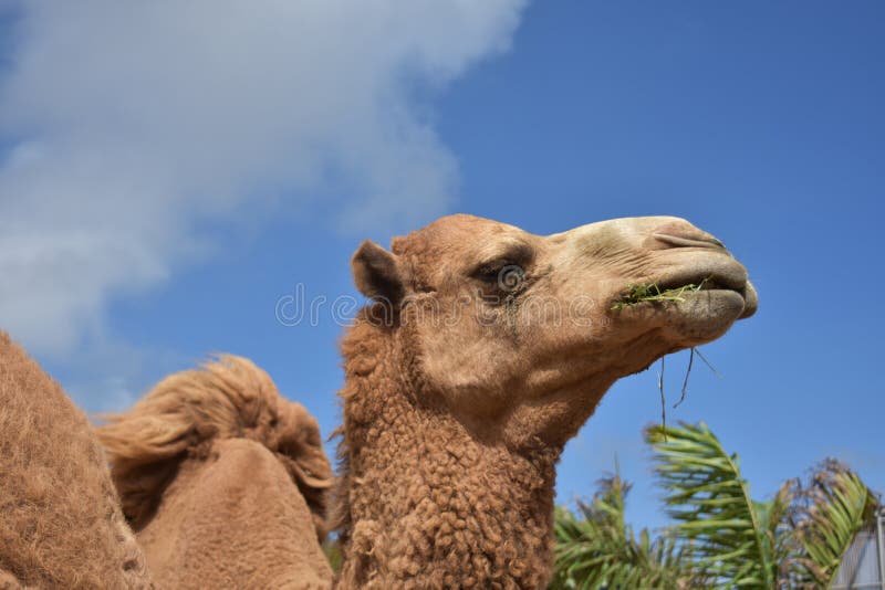 Camel Chewing with His Mouth Open Stock Photo - Image of camel, wild ...