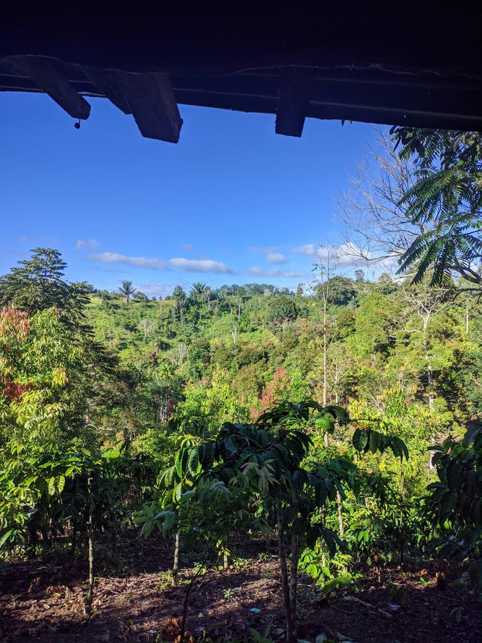 Sunny Day in Coffee Plantation Stock Image - Image of plantation, sunny ...