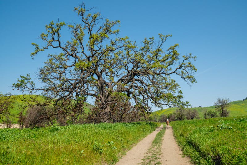 Road in the Field and Oak Tree Stock Image - Image of background ...