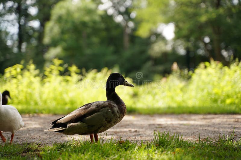 Sunny day with cute Duck stock photo. Image of duck - 272428170