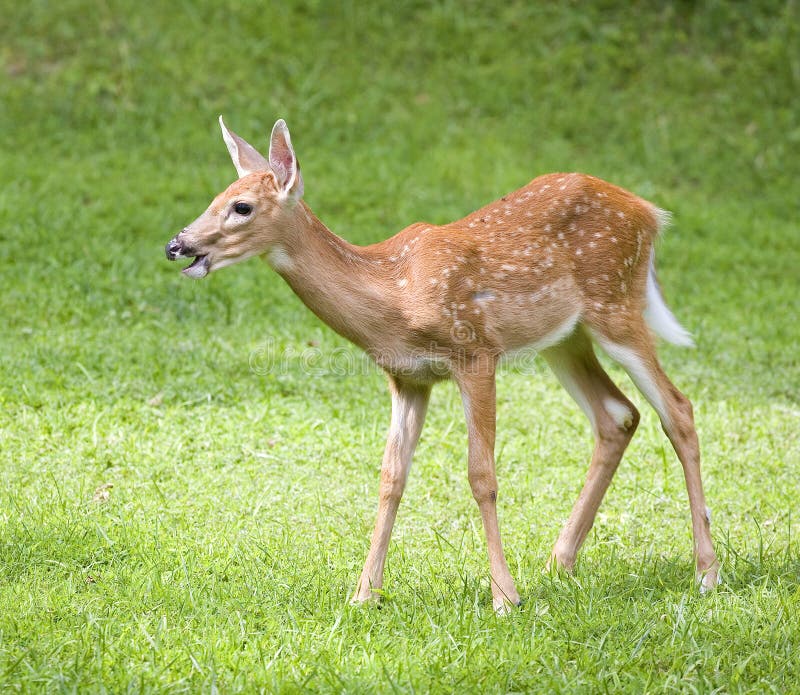 Sunny day fawn stock photo. Image of grass, brown, whitetail - 10702188