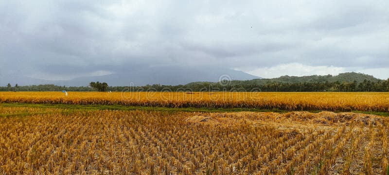 Sunny day in the fields stock photo. Image of plant - 257061550