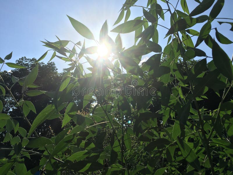 Sunny day stock photo. Image of sunny, fire, weather - 125018202