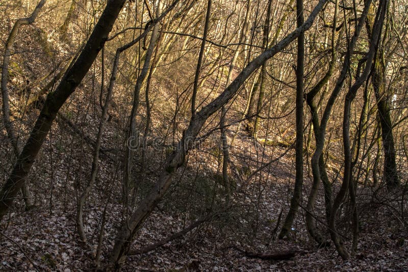 A Sunny Day in the Forest, with Shadow Stock Photo - Image of sunshine ...