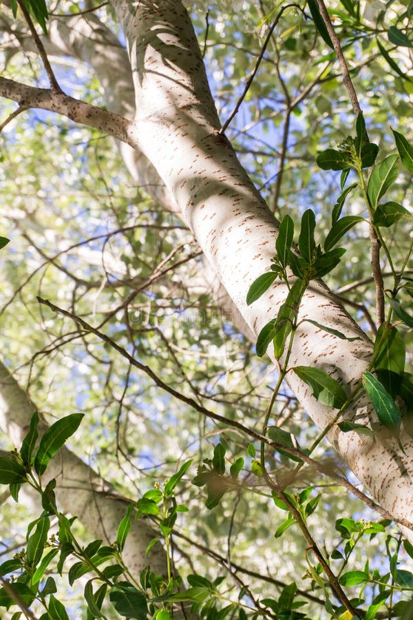 Sunny day in the grove stock photo. Image of forest - 256172160