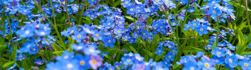 On a Sunny Day on a Lawn with Spring Blue Forget-me-nots Stock Photo ...