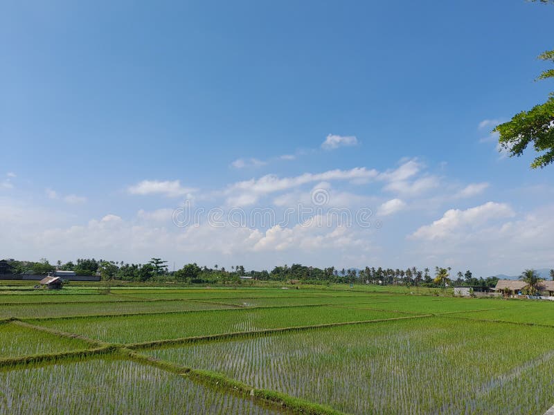 Sunny Day in the Middle of Green Rice Fields Stock Image - Image of ...