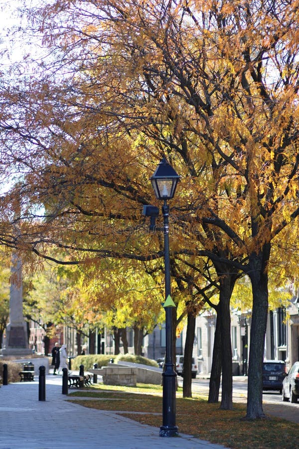 Sunny Day in a Park with Golden Autumn Trees Editorial Stock Photo ...