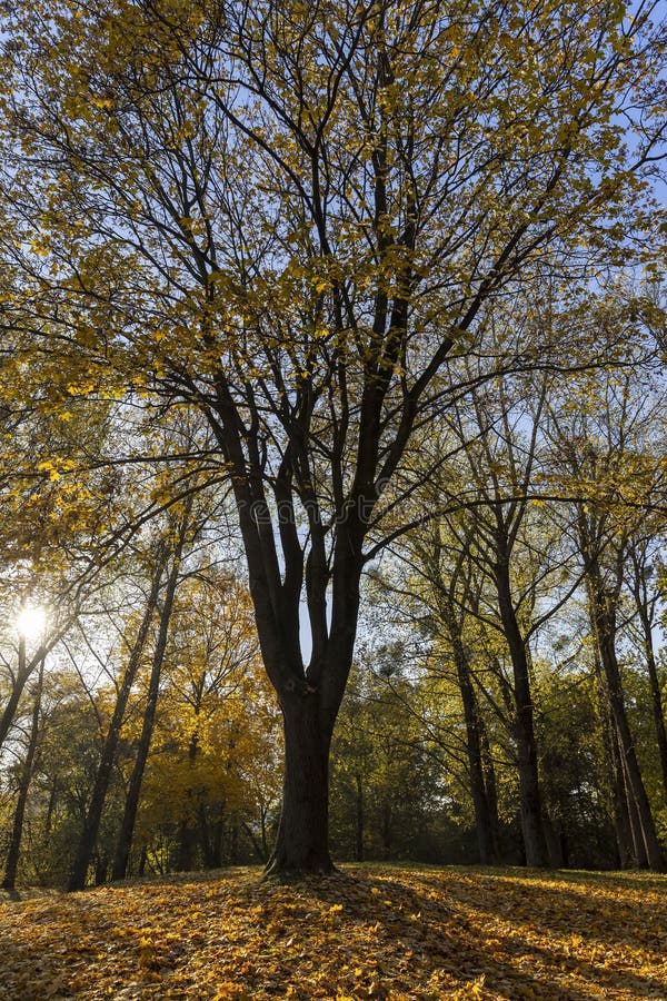 Sunny Day in the Park during the Leaf Fall, Shadows from Stock Photo - Image of leaf, forest ...