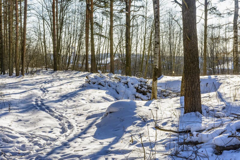 Forest in Early Spring, Descent To the Lake Stock Image - Image of ...