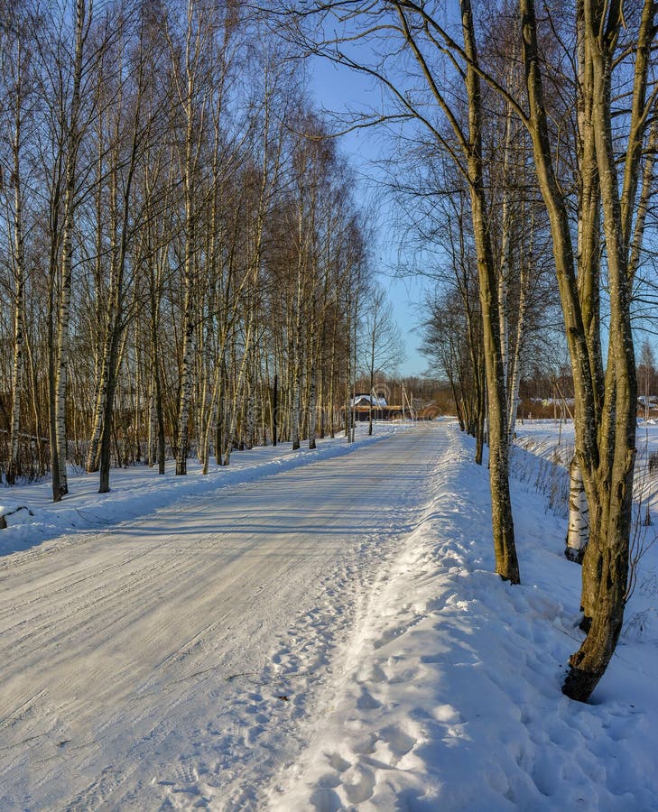 A Sunny Day in a Pine Forest in Early Spring. Stock Image - Image of ...