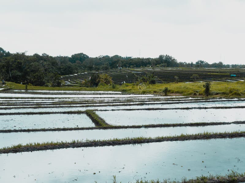 Sunny Day in Rice Fields in Bali, Indonesia Stock Photo - Image of ...