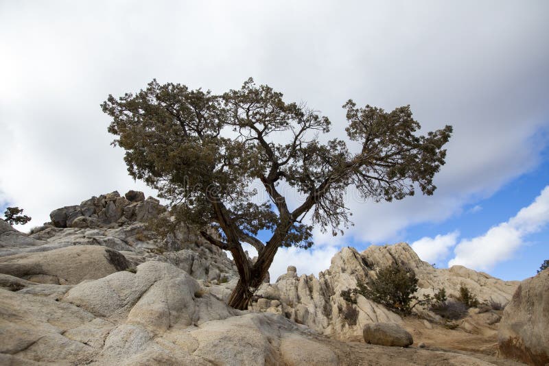Sunny Day among Rock Field Single Surviving Tree Moonrocks Nevada Stock ...