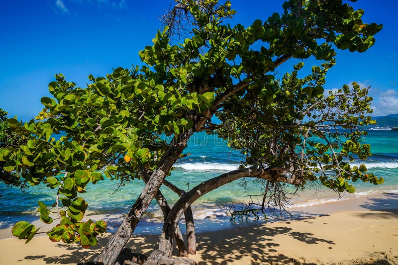 Sunny Day at Sandy Beach in Grenada Stock Image - Image of pelicans ...