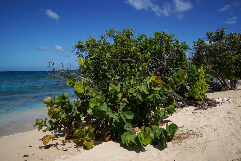 Sunny Day at Sandy Beach in Grenada Stock Photo - Image of bird, bill ...