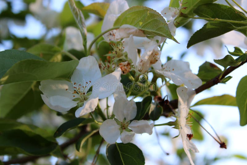 Apple Tree Branches in Sun and Shade, Covered with Blossoms Stock Photo ...