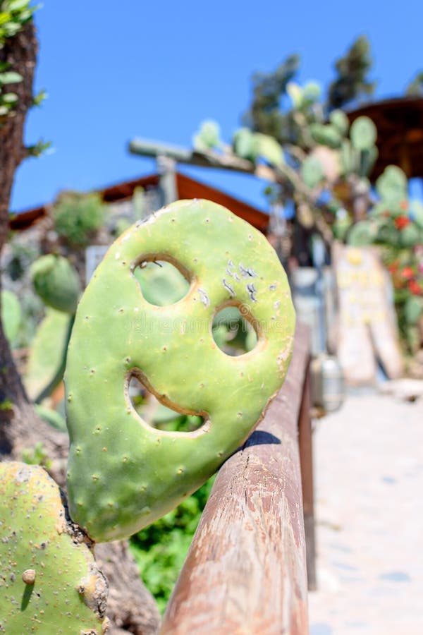 On a Sunny Day Smiling Smiley of Cactus Stock Photo - Image of family ...