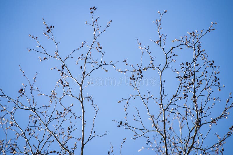 Sunny Day of Spring in Forest with Alder Tree Buds and Branches on ...