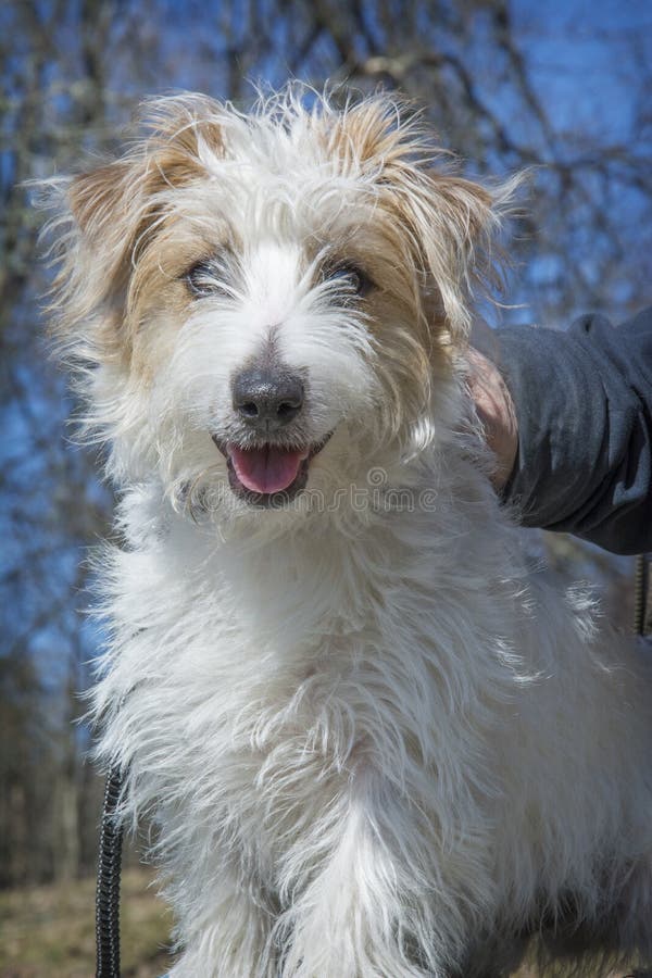 On a Sunny Day in Spring, a Lapdog Dog Stands in Nature Stock Image ...