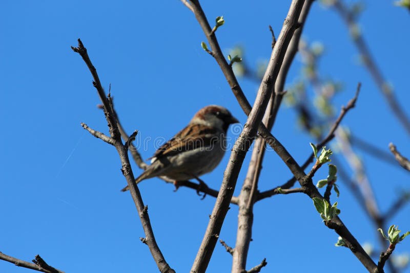 Sunny Day. Spring. Cute Birds Stock Photo - Image of sits, sunset ...