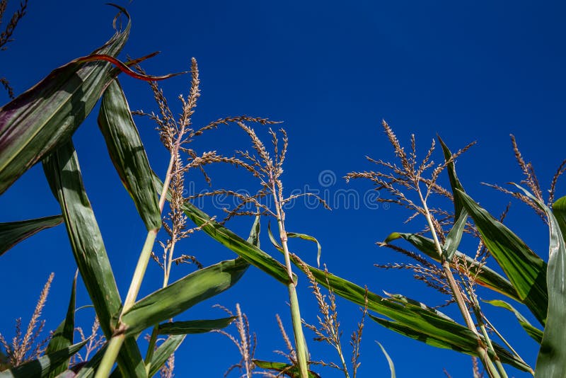 Corn Grass Over the Blue Sky. Stock Image - Image of corn, sunny: 197001859