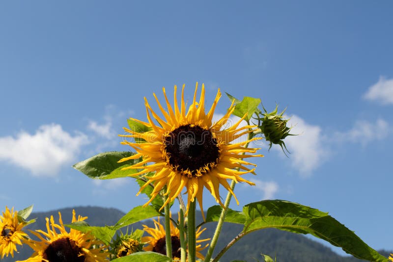 A Sunny Day with Sunflower and Blue Sky Stock Photo - Image of sunny ...