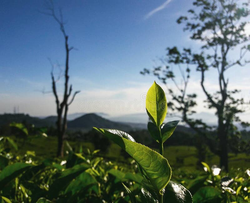 Sunny Day in Tea Plantation Stock Photo - Image of mood, panorama ...