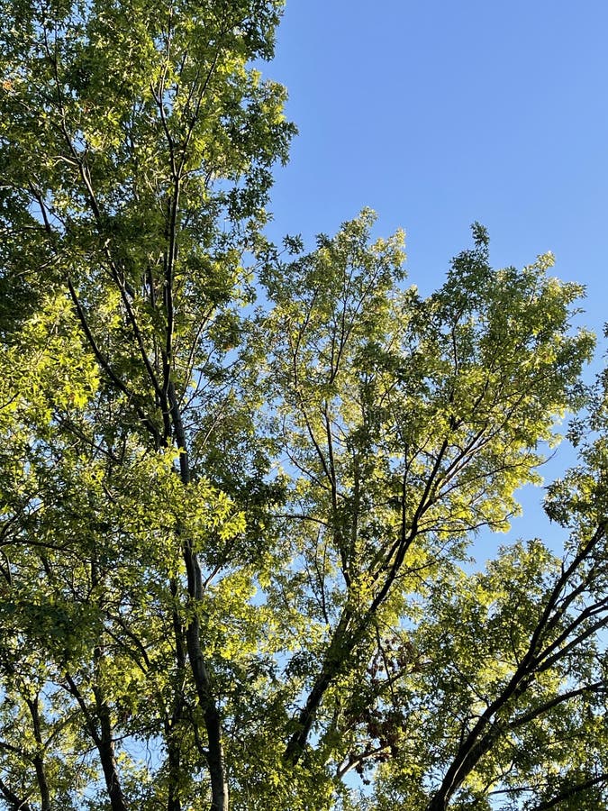Sunny Day and a Tree with Green Branches Stock Image - Image of leaves ...