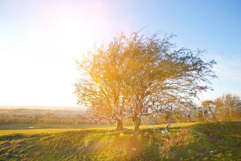 Sunny Day of Tree in Meadow in Highlands Stock Photo - Image of hiking ...