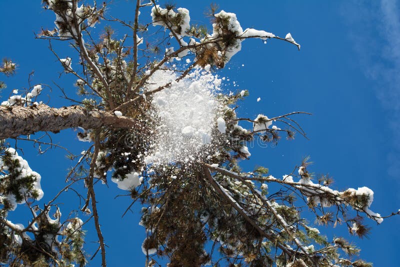 Snow is Falling Off Tree Branches of the Conifer Tree. Stock Photo ...