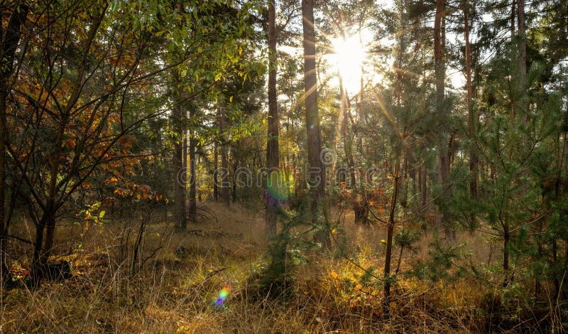 Sun Shining through Some Trees in the Woods by a Forest Stock Image ...