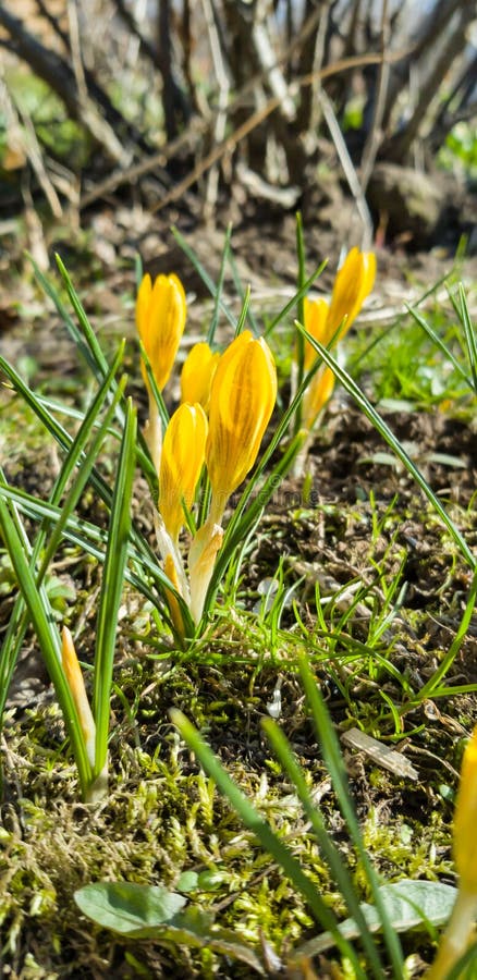 Sunny Day Yellow Crocus Plant Earth Nature Flora Grass Greenery Stock ...