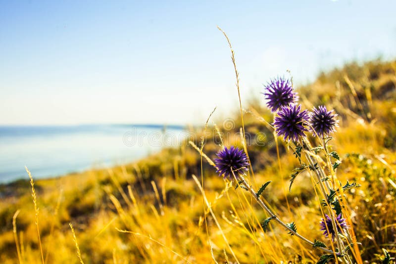 Sunny days stock photo. Image of sunny, saratov, water - 78522070