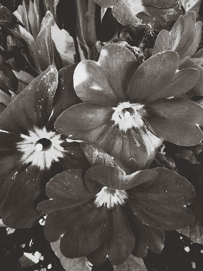 Sunny Daze Flowers Black and White Stock Image - Image of drawing ...
