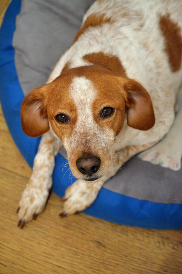 Sunny dog stock image. Image of animal, sunny, chiens - 136887387