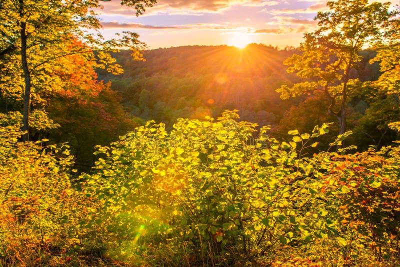 Sunny fall forest stock image. Image of saturation, tall - 60205039