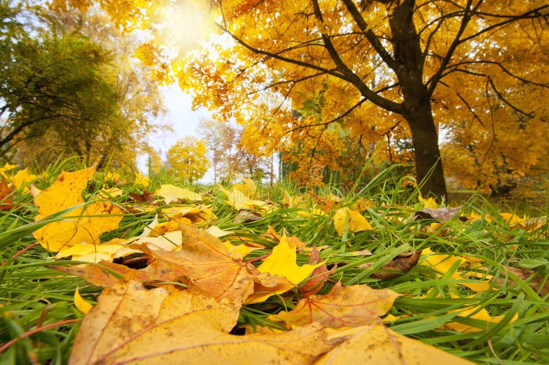Sunny fall scene stock photo. Image of october, foliage - 48037748