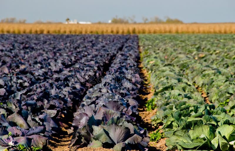 Sunny farm stock photo. Image of production, lines, house - 12739446