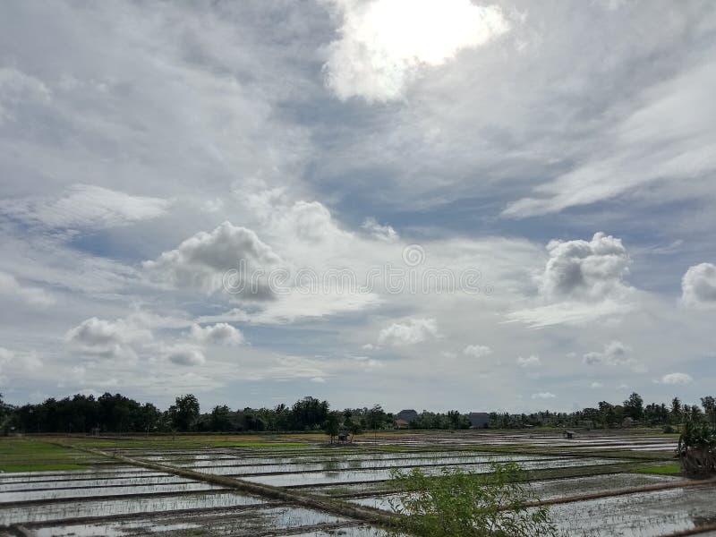 Sunny farm rice field stock image. Image of field, atmosphere - 262491195