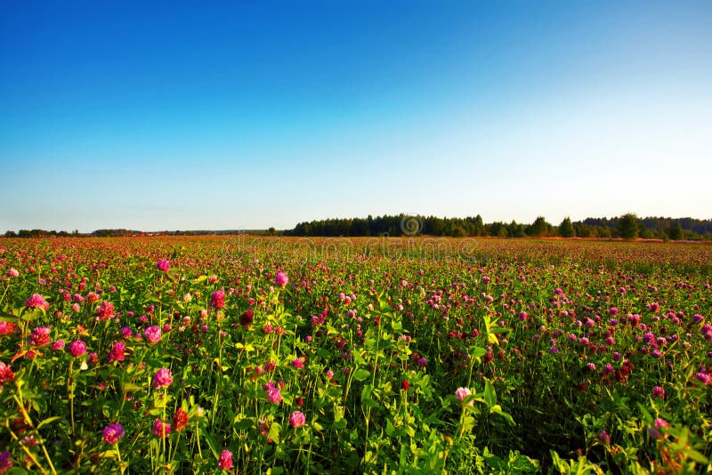 Sunny field stock image. Image of colorful, bloom, fresh - 10849881