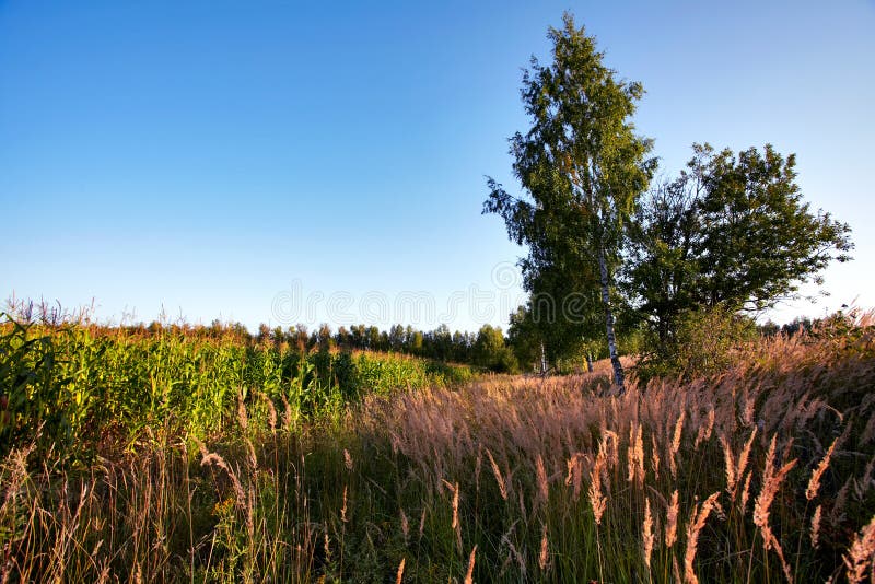Sunny field stock photo. Image of freshness, glow, floral - 10849932