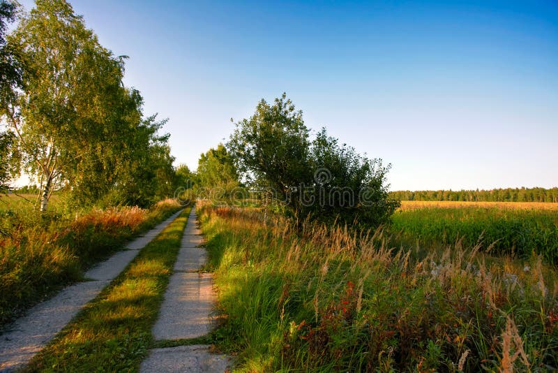 Sunny field stock photo. Image of closeup, flower, countryside - 10984418