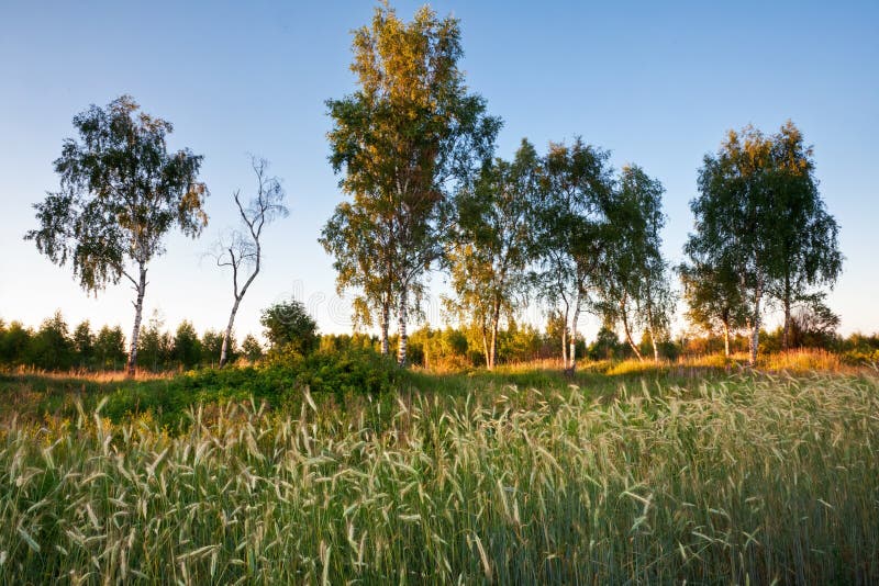 Sunny field stock image. Image of floral, garden, flora - 15176019