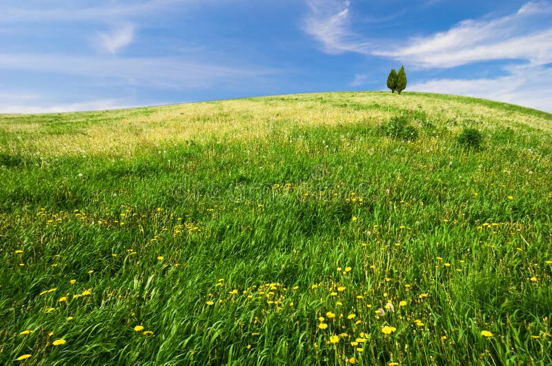 Sunny field stock photo. Image of ecology, closeup, clouds - 9963122