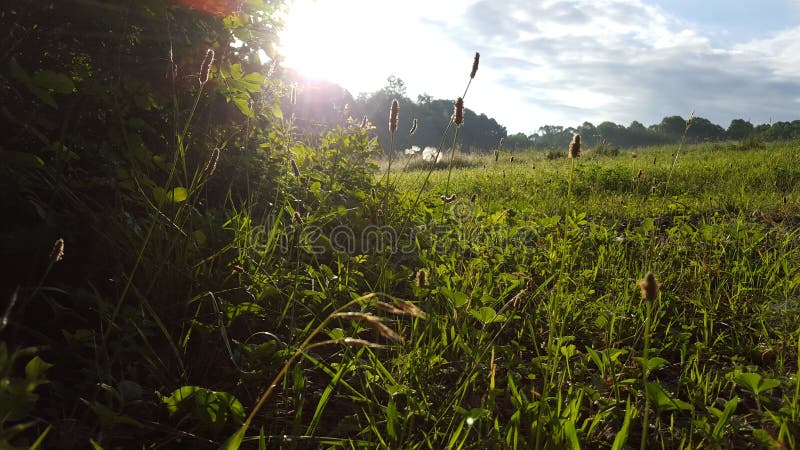 Sunny field stock photo. Image of bright, sunny, woods - 85621308