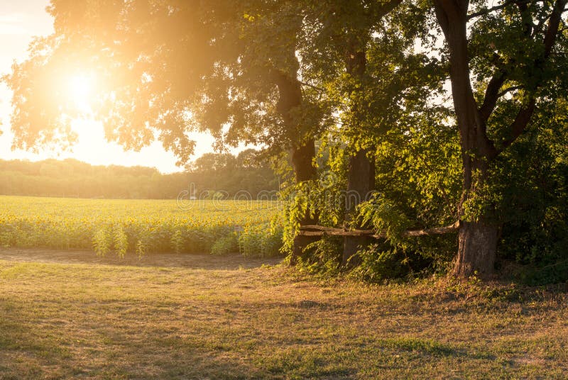 Sunny field stock image. Image of foggy, bright, purity - 52145323