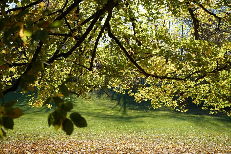 Sunny Field Seen through Foliage Tree Branches Stock Image - Image of ...