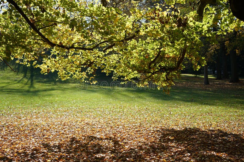 Sunny Field Seen through Foliage Tree Branches Stock Photo - Image of ...