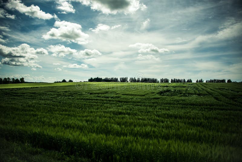 Sunny field stock photo. Image of fields, massive, green - 34566142